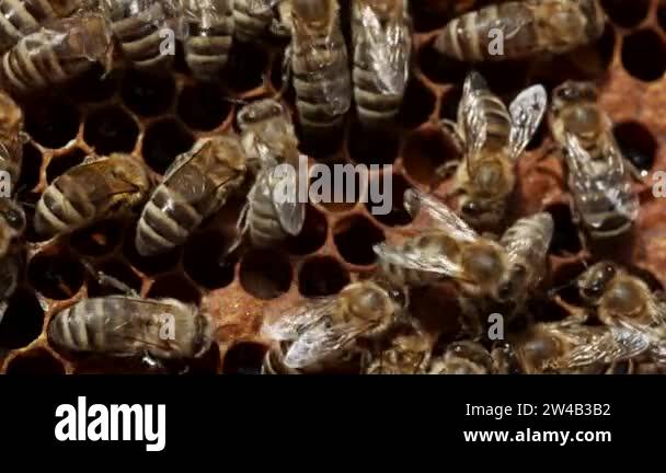 Bees seal the honeycomb in apiary. Life of apis mellifera. Concept of ...