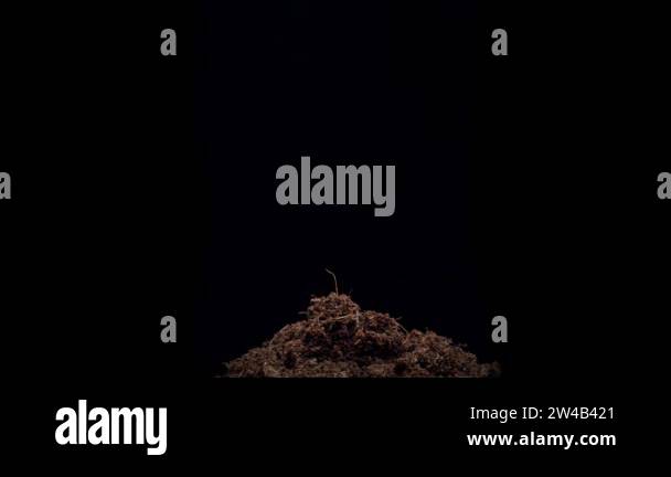 Bean seed on soil Stock Videos & Footage - HD and 4K Video Clips - Alamy