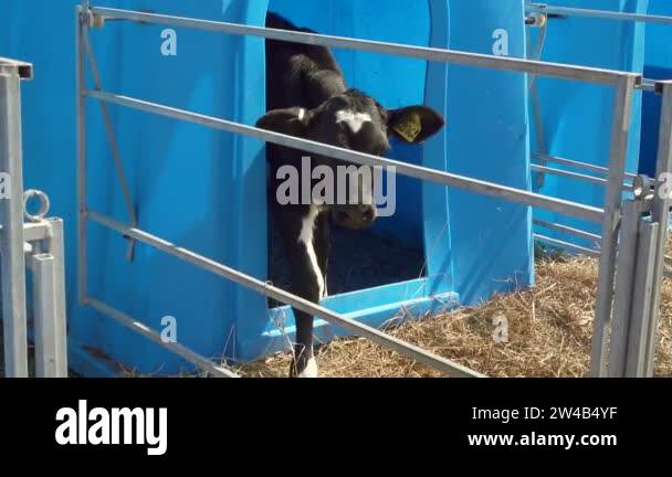 Real cow Stock Videos & Footage - HD and 4K Video Clips - Alamy