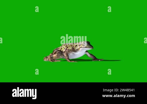 Frog on screen Stock Videos & Footage - HD and 4K Video Clips - Alamy