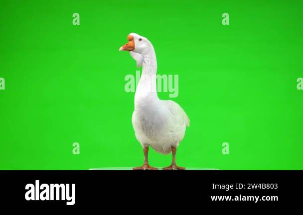 white kholmogory goose looks at the camera and shakes the featherson ...