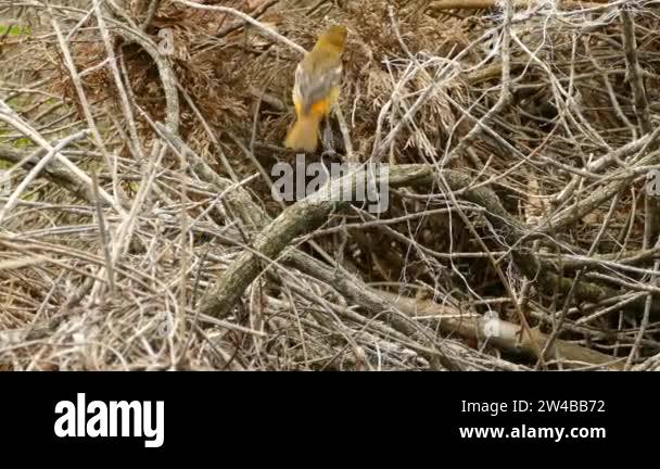 Tangled nest Stock Videos & Footage - HD and 4K Video Clips - Alamy