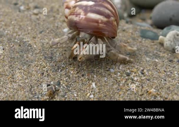 Slowmotion of cute hermit crab carry beautiful shell through marine ...