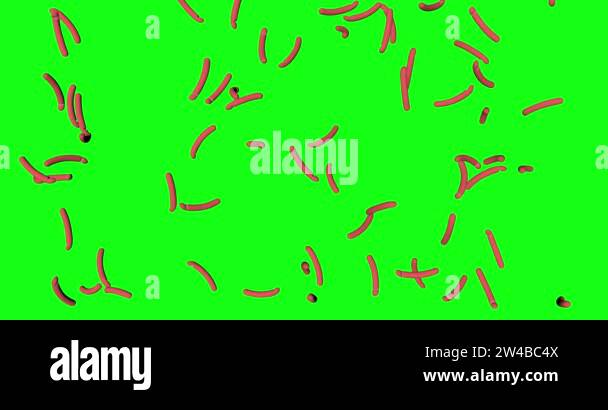 Green screen raw sausage hot dog falling floor stacked animation chroma ...