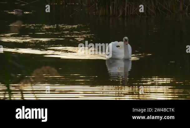 White Swan Bird is Swimming on The Lake Surface Green Reed Trace on the ...