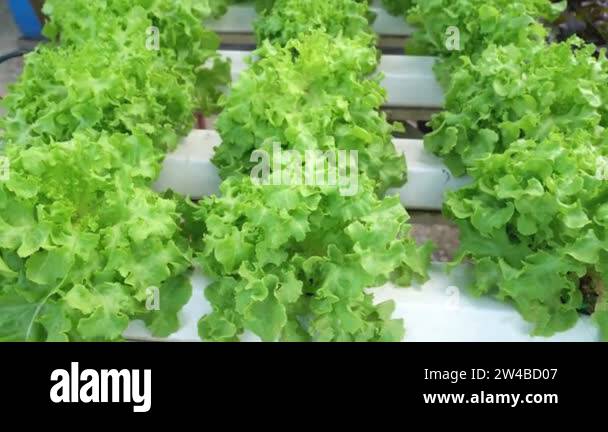 Green oak lettuce Stock Videos & Footage - HD and 4K Video Clips - Alamy