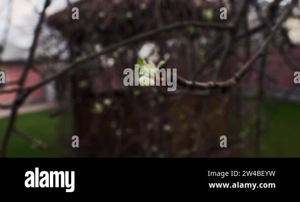 Overgrown apple tree Stock Videos & Footage - HD and 4K Video Clips - Alamy