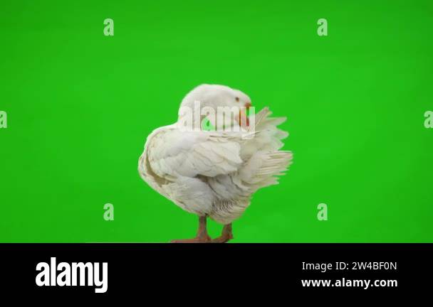 white kholmogory goose cleaning feathers on a green screen, studio ...