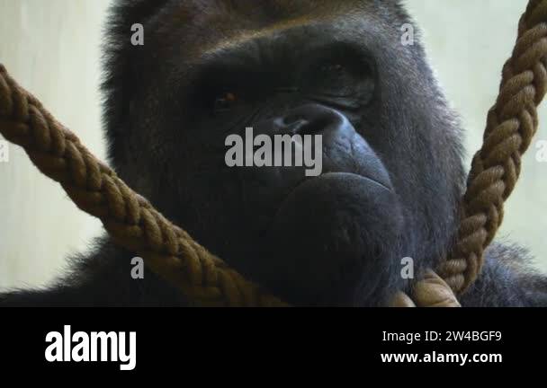 Rope swing africa Stock Videos & Footage - HD and 4K Video Clips - Alamy