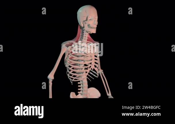 This 3d animation shows the trapezius muscles in full rotation loop on ...
