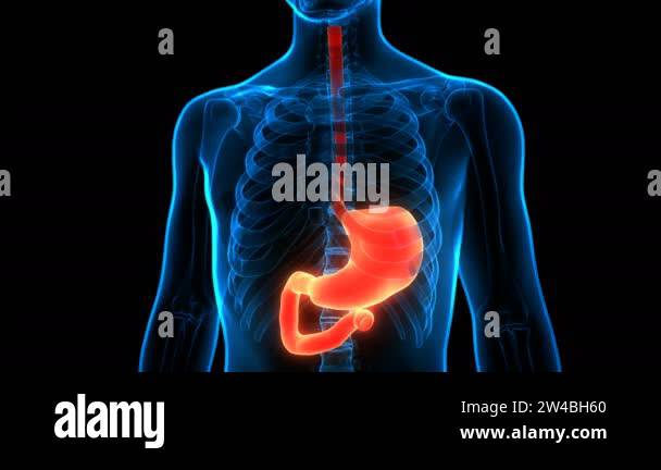 3D Animation Concept of Human Internal Organs Digestive System Stomach ...