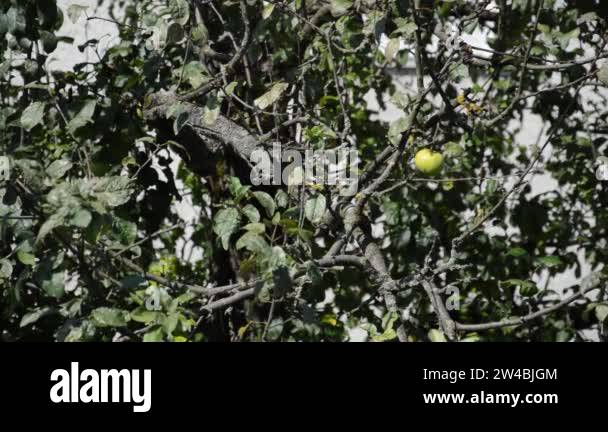 Poor tree Stock Videos & Footage - HD and 4K Video Clips - Alamy