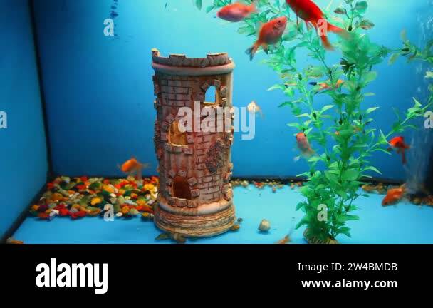 aquarium blue background calm fish swim grass video saver underwater ...