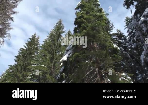 Tall spruce trees, which branches are covered with snow in some places ...
