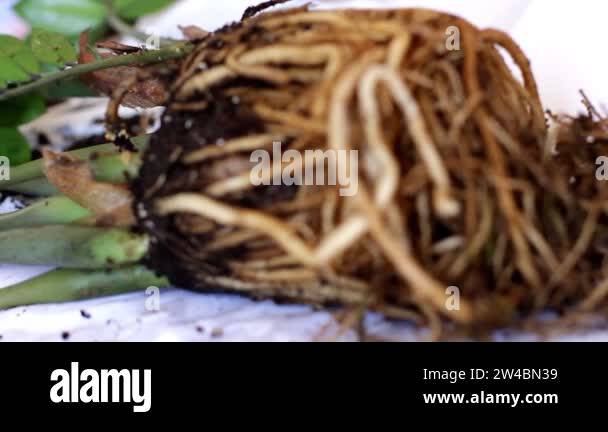 Plant stem flower roots Stock Videos & Footage - HD and 4K Video Clips ...