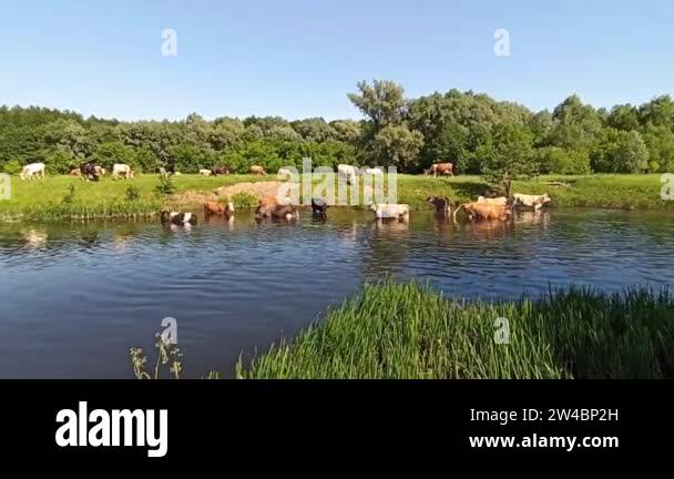 Pasture tree farm river landscape Stock Videos & Footage - HD and 4K ...