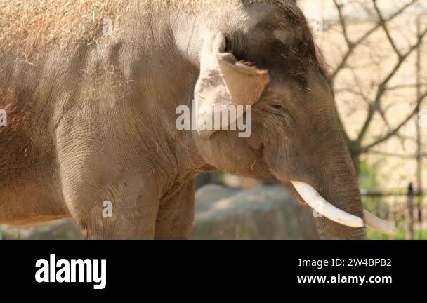 Wildlife food chains Stock Videos & Footage - HD and 4K Video Clips - Alamy