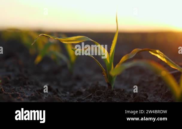 Corn growing. young green corn. close-up. Corn seedlings are growing in ...
