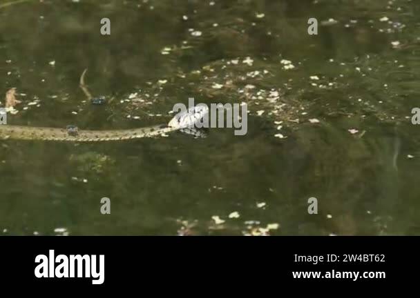 Water Snake Swims through Marshes of Swamp Thickets and Algae Stock ...