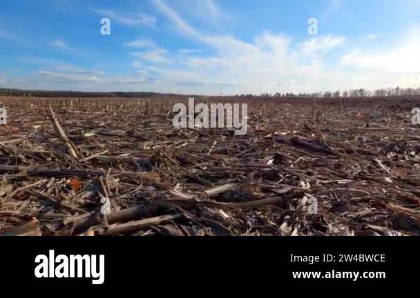 Field with empty corn cobs, stalks and leaves left after harvest Stock ...