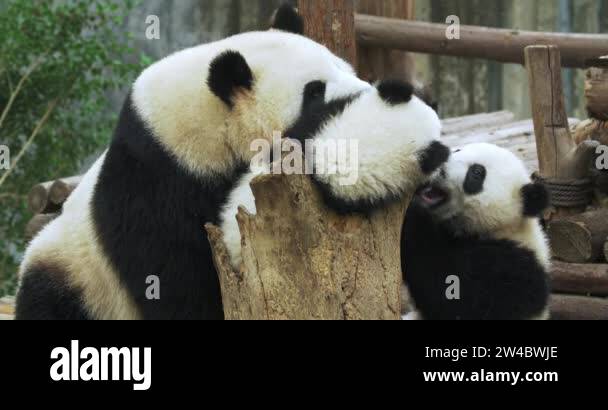 Young panda play Stock Videos & Footage - HD and 4K Video Clips - Alamy