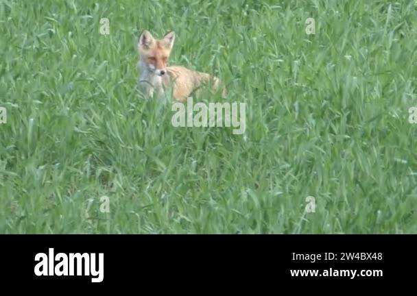 Wildlife relaxed red fox Stock Videos & Footage - HD and 4K Video Clips ...