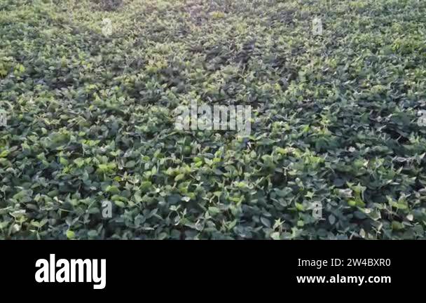 Green field of soybean crops, top view, aerial view from a drone Stock ...