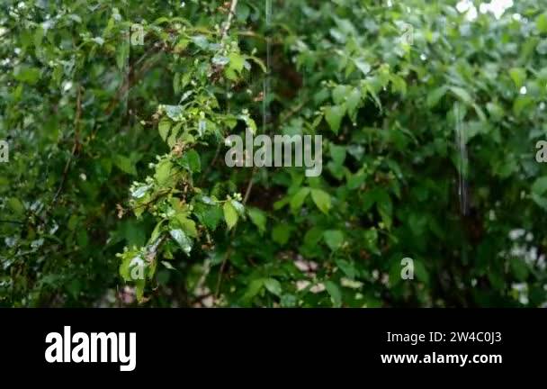 Spring water falling on leaves Stock Videos & Footage - HD and 4K Video ...