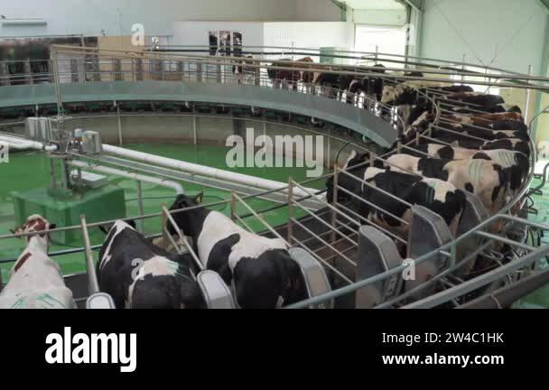 Milking cows process on dairy farm or factory with milking machine ...
