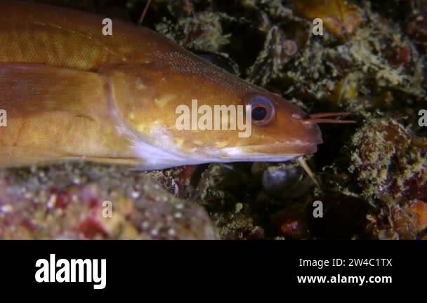 Mustella nera Stock Videos & Footage - HD and 4K Video Clips - Alamy