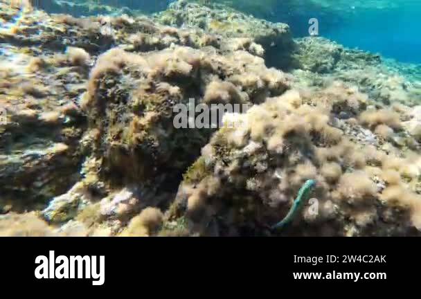 rocks covered with algae in the crystal clear sea of Levanzo, Isole ...