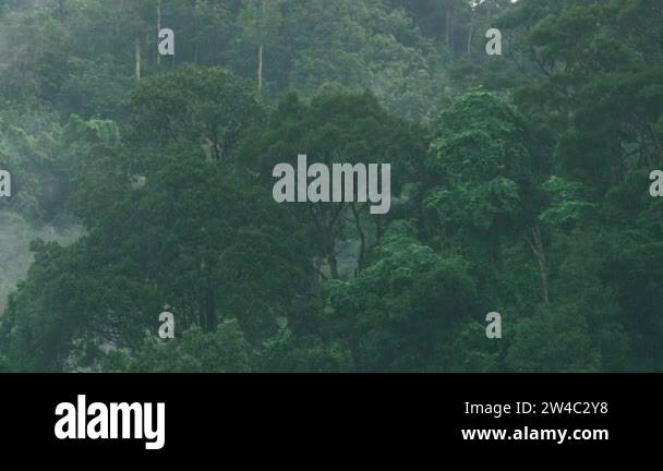Monsoon rain forest Stock Videos & Footage - HD and 4K Video Clips - Alamy