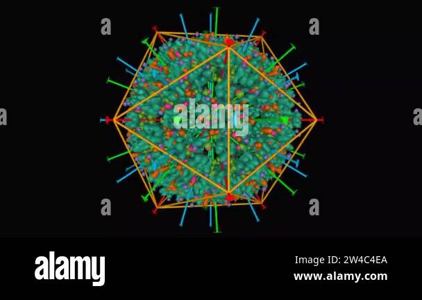 Atomic structure of the human herpesvirus 6B capsid with icosahedral ...