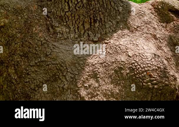 Scion plant Stock Videos & Footage - HD and 4K Video Clips - Alamy