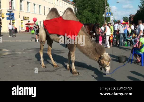 Camel team Stock Videos & Footage - HD and 4K Video Clips - Alamy