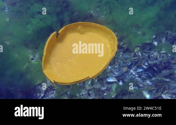 Plastic pollution of the sea: a plastic disposable dish slowly sinks to ...