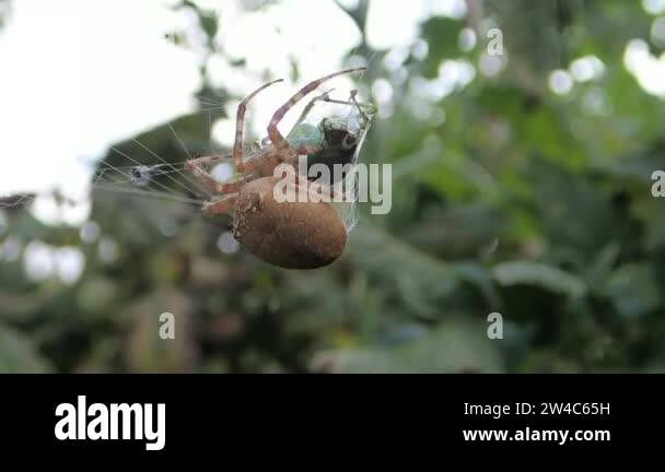 Venom spider Stock Videos & Footage - HD and 4K Video Clips - Alamy