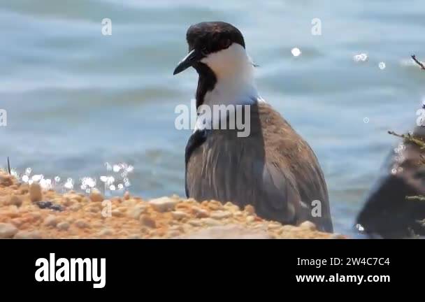 Lapwing bird by the water.Nature lake mere lough wetland pond water ...