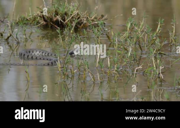 Snake in river Stock Videos & Footage - HD and 4K Video Clips - Alamy