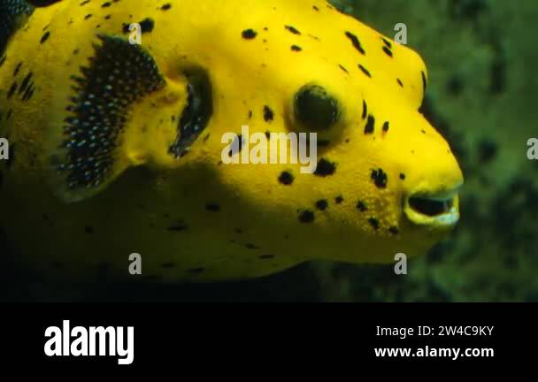 Golden puffer Stock Videos & Footage - HD and 4K Video Clips - Alamy