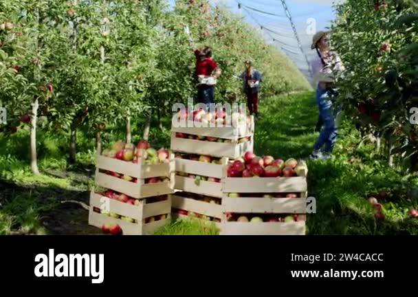 New apple organic harvest in the middle of apple orchard people and ...