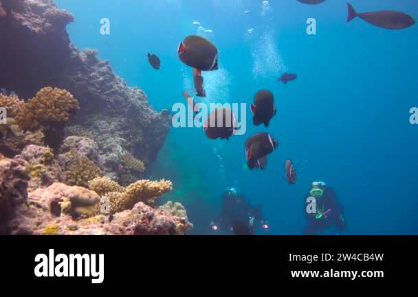 A flock of Pakistani butterfly fish. Exciting diving on the reefs of ...