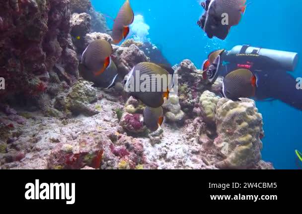 A flock of Pakistani butterfly fish. Exciting diving on the reefs of ...
