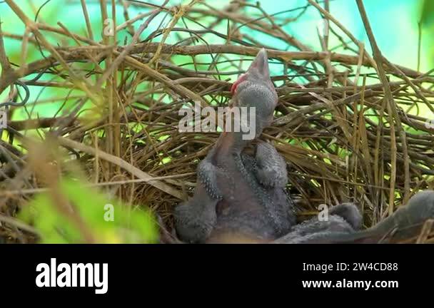 Baby crow is lying in the nest and hatching waiting for their mother ...