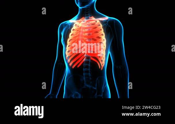 3D Animation Concept of Human Skeleton System Rib Cage Bone Joints ...