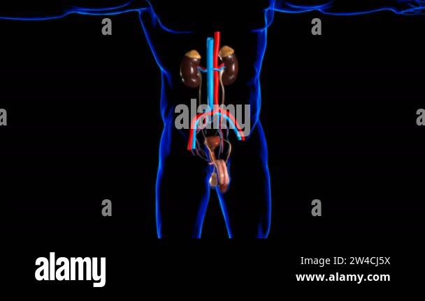 Male reproduction system illustration Stock Videos & Footage - HD and ...