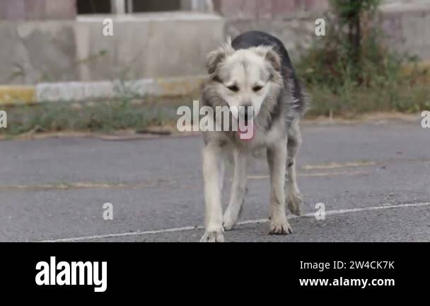 A shelter for dogs where different types of stray dogs live. Dogs drink ...