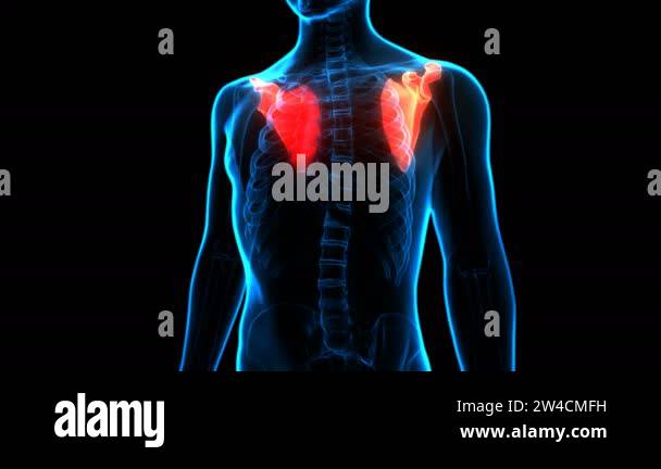 3D Animation Concept of Human Skeleton System Scapula Bone Joints ...