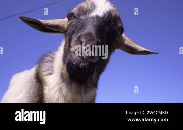 Goat in background Stock Videos & Footage - HD and 4K Video Clips - Alamy