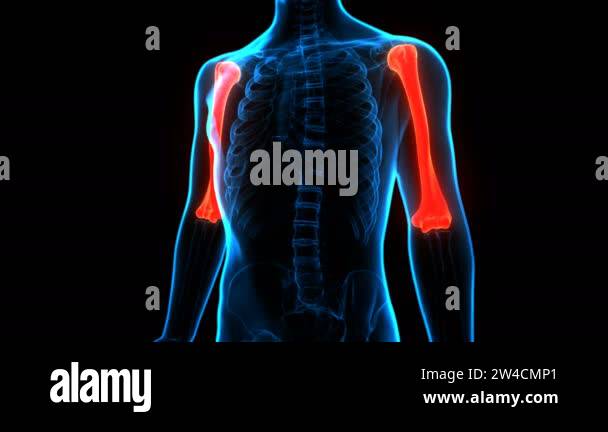 3D Animation Concept of Human Skeleton System Humerus Bone Joints ...